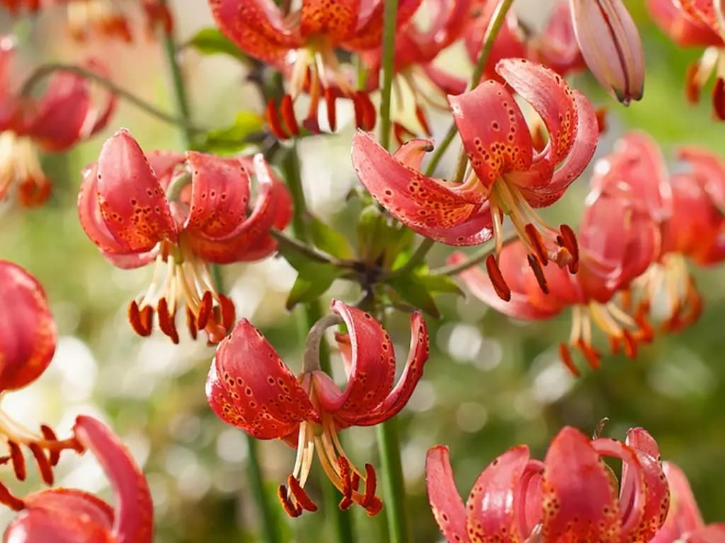 Lilia Kolekcjonerska (lilium) 'manitoba Morning' - Ceny i opinie - Ceneo.pl