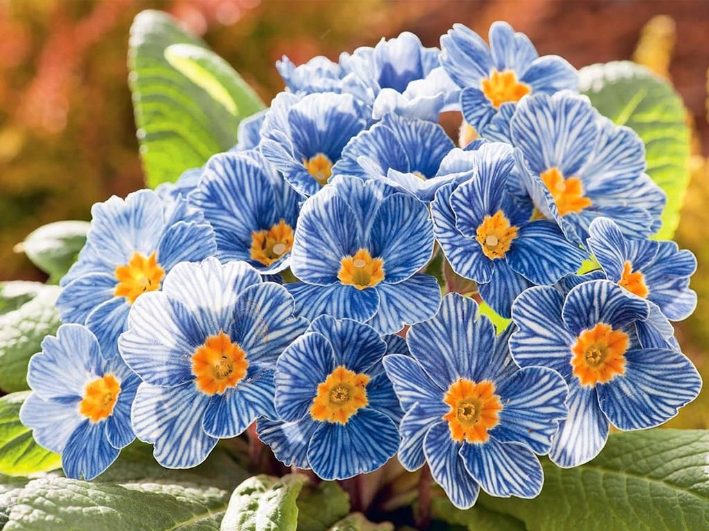 Pierwiosnek Primula Blue Zebra 1szt. - Ceny i opinie - Ceneo.pl
