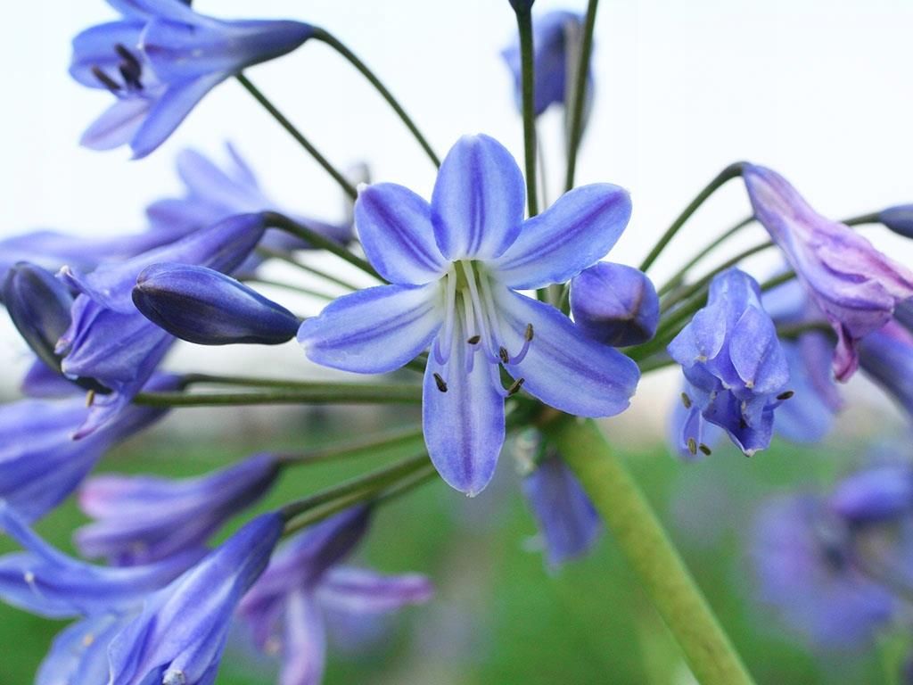 Agapanthus Agapant Niebieski Blue Kłącze 1szt. - Ceny i opinie - Ceneo.pl