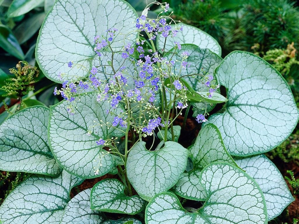 Brunera Brunnera Jack Frost Kłącze 1szt. - Ceny i opinie - Ceneo.pl