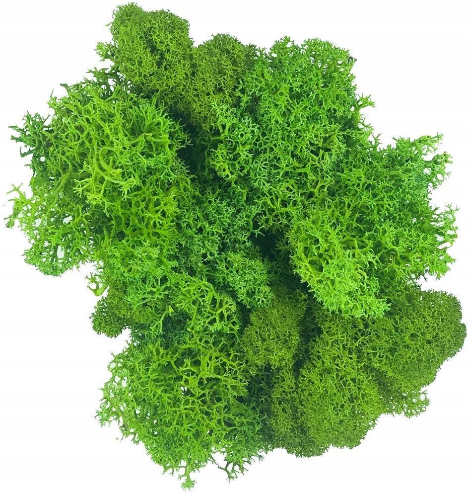 Mech Chrobotek 1Kg - Ceny i opinie - Ceneo.pl