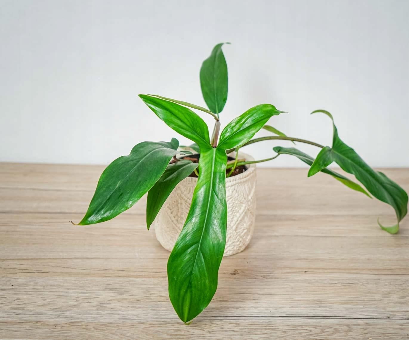 Philodendron 69686 Rzadka Kolekcjonerska Roślina - Ceny i opinie - Ceneo.pl