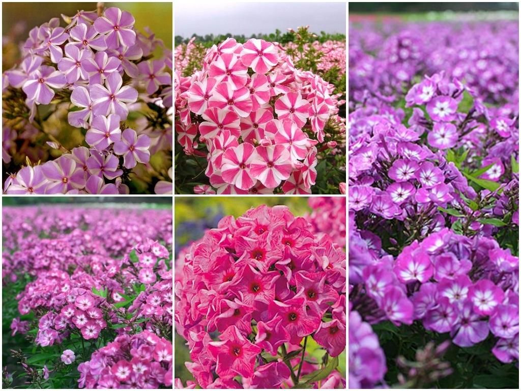 Zestaw Floksy Dwubarwne Phlox Kłącze 5Szt. - Ceny i opinie - Ceneo.pl