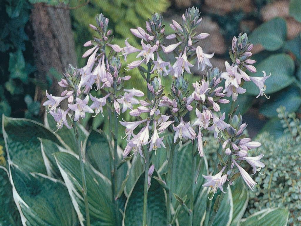Funkia Hosta Sadzonki Green Gold Kłącze 1szt. - Ceny i opinie - Ceneo.pl