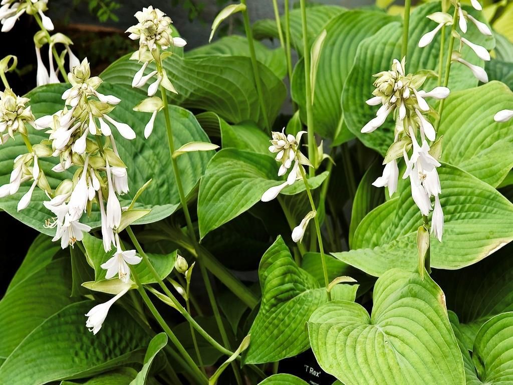 Funkia Hosta Olbrzymia T-Rex Sadzonki Kłącze 1szt. - Ceny i opinie ...