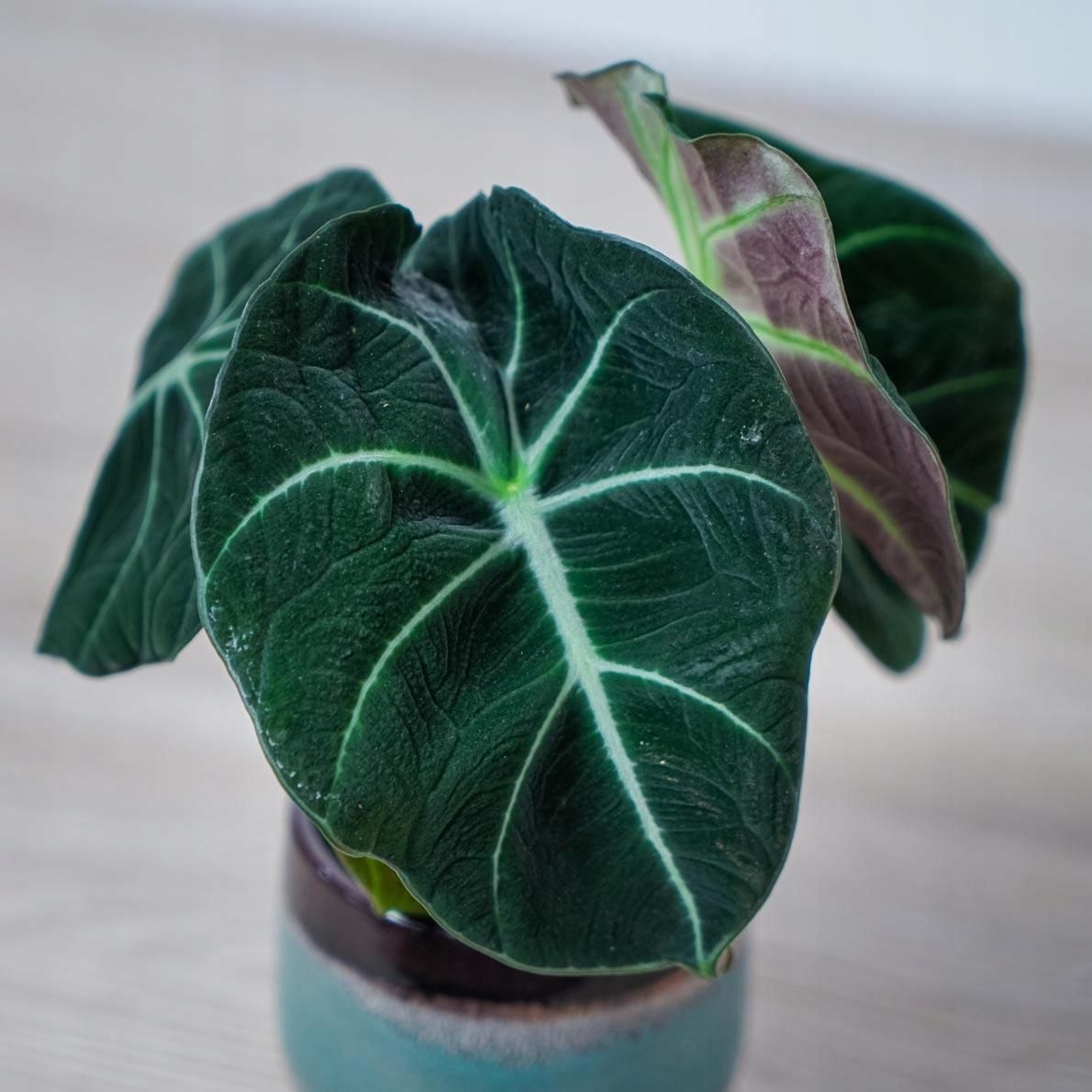Alokazja Black Velvet Xs Alocasia Czarna Piękna - Ceny i opinie - Ceneo.pl