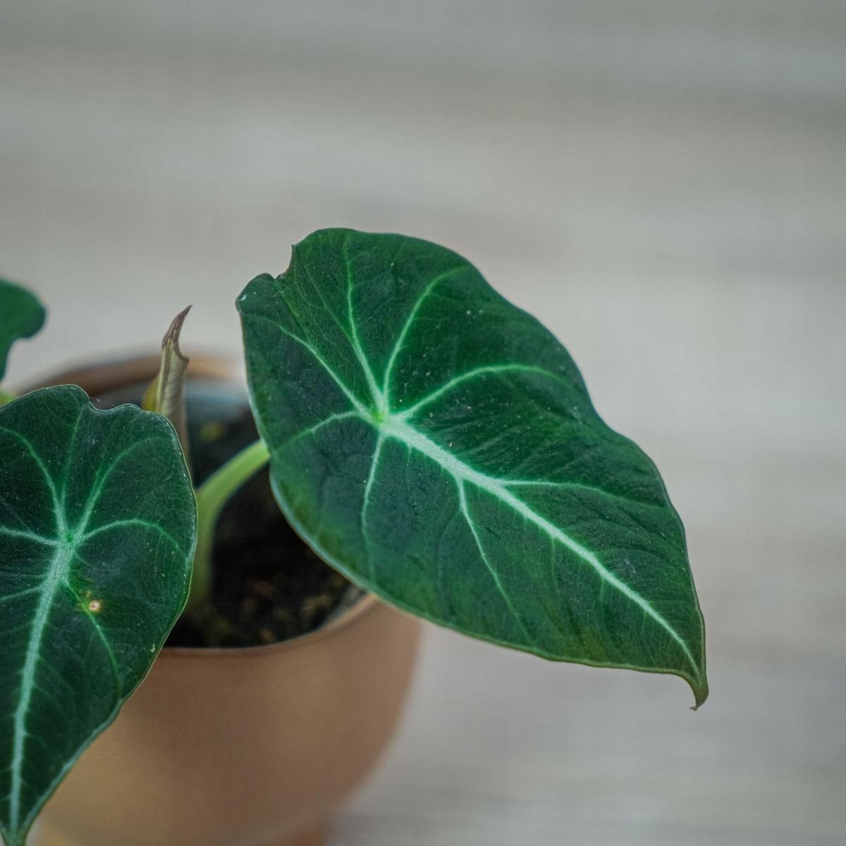 Alokazja Black Velvet Xs Alocasia Czarna Piękna - Ceny i opinie - Ceneo.pl