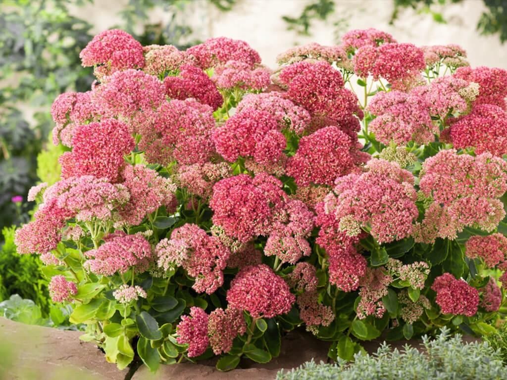 Rozchodnik Okazały Sadzonki Herbstfreude 1 Kłącze - Ceny i opinie ...