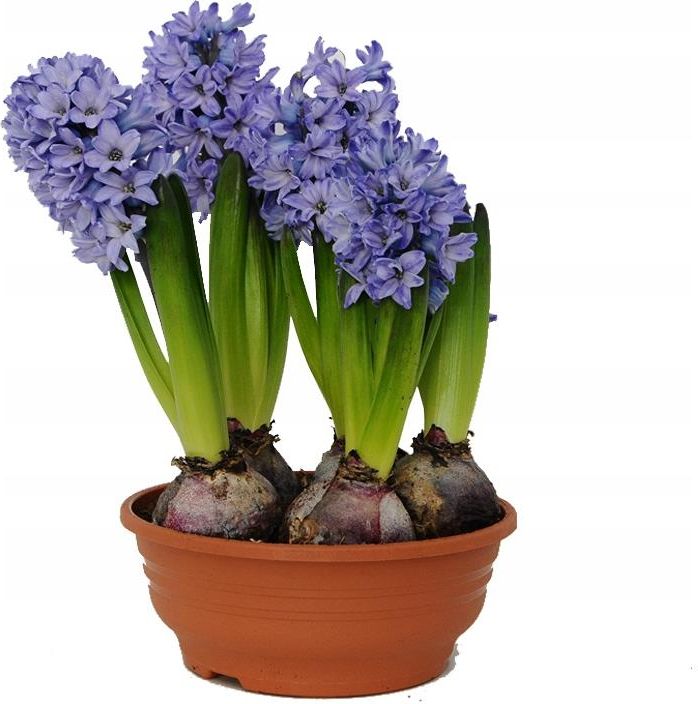 Hiacynt Niebieski 5 Cebul W Doniczce Śr. 17 CM - Ceny i opinie - Ceneo.pl