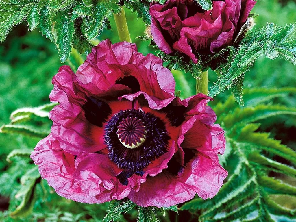 Mak Wschodni (papaver Orientale) 'patty’s Plum' - Ceny i opinie - Ceneo.pl