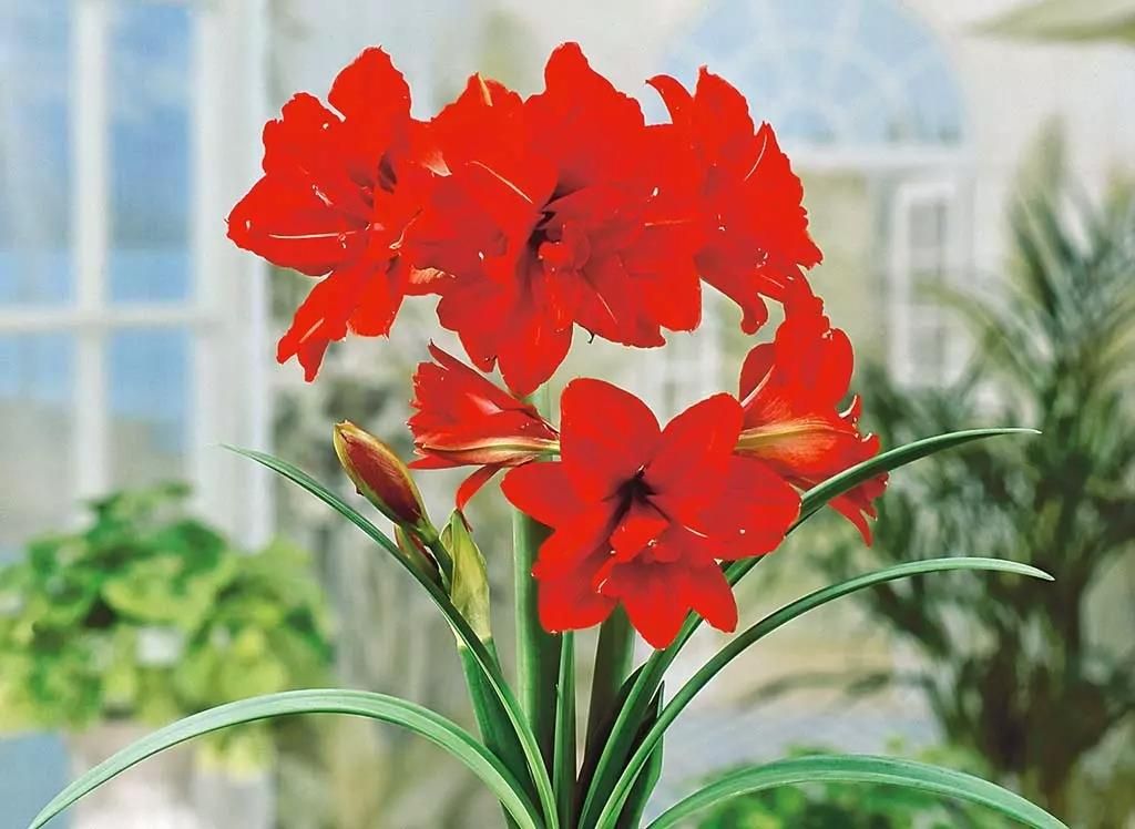 Hippeastrum Amarylis Cebula Red Peacock 1 Szt. - Ceny i opinie - Ceneo.pl