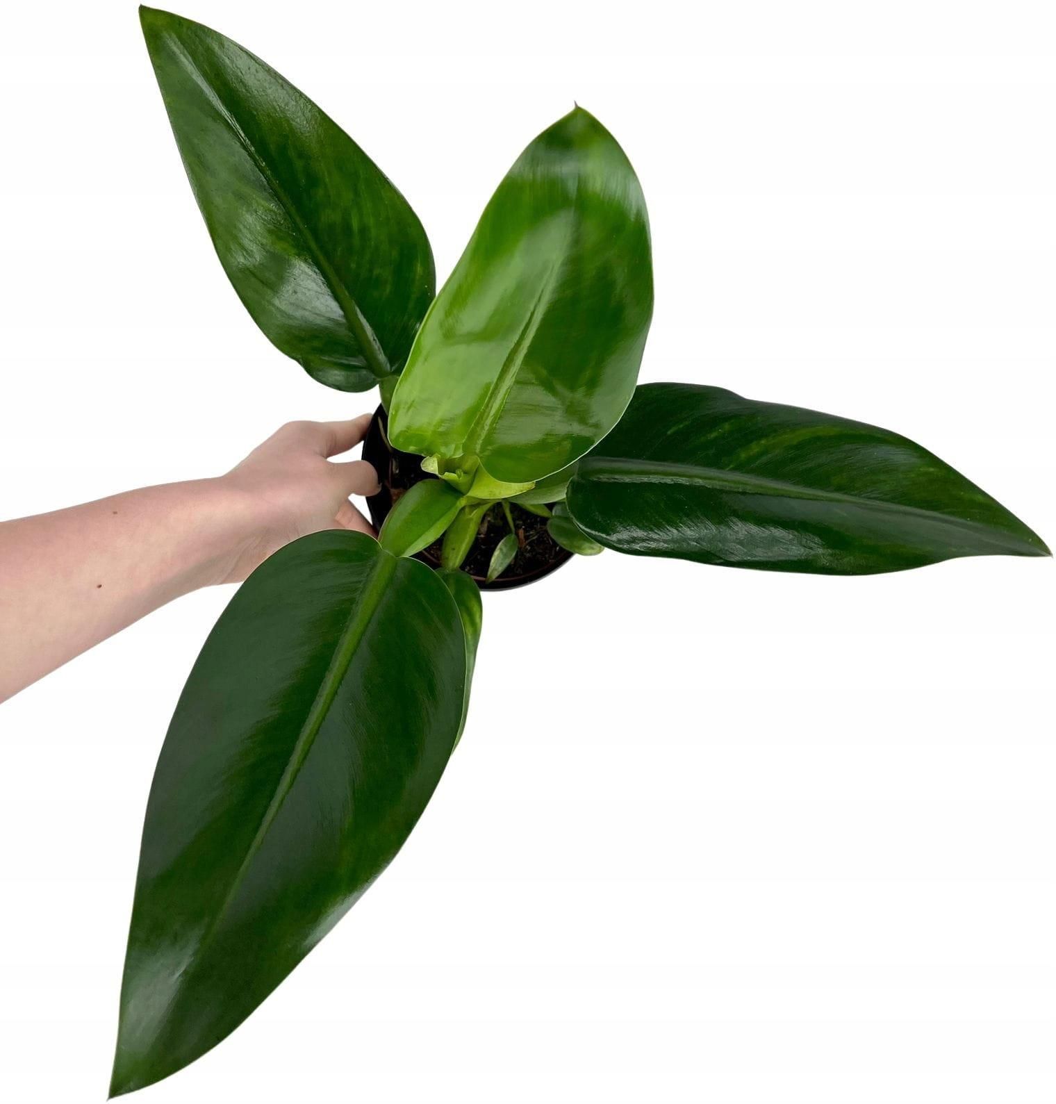 Philodendron Martianum Pacova Fatboy Unikatowy - Ceny i opinie - Ceneo.pl