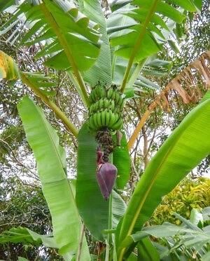 Bananowiec Karłowaty Musa Acuminata 5 nasion - Ceny i opinie - Ceneo.pl