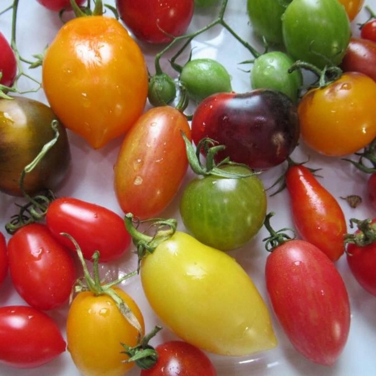 Pomidor karłowy koktajlowy pod osłony i do ogrodu - Ceny i opinie ...