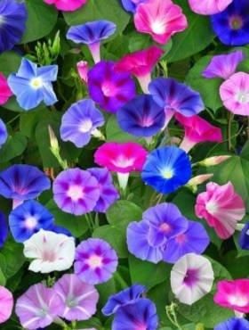 Wilec purpurowy Powój pnący mix 3g - Ceny i opinie - Ceneo.pl