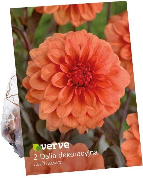 Cebule Dalia Dekoracyjna Verve David Howard - Ceny i opinie - Ceneo.pl