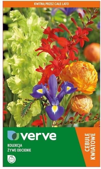 Cebule Kolekcja Kwiatów Żywe Odcienie Verve - Ceny i opinie - Ceneo.pl