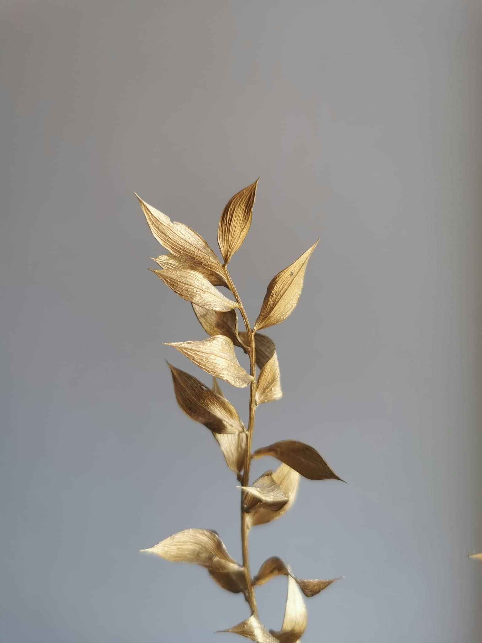 Ruskus Złoty, Ruszczyk Suszony, Suszone Liście - Ceny i opinie - Ceneo.pl