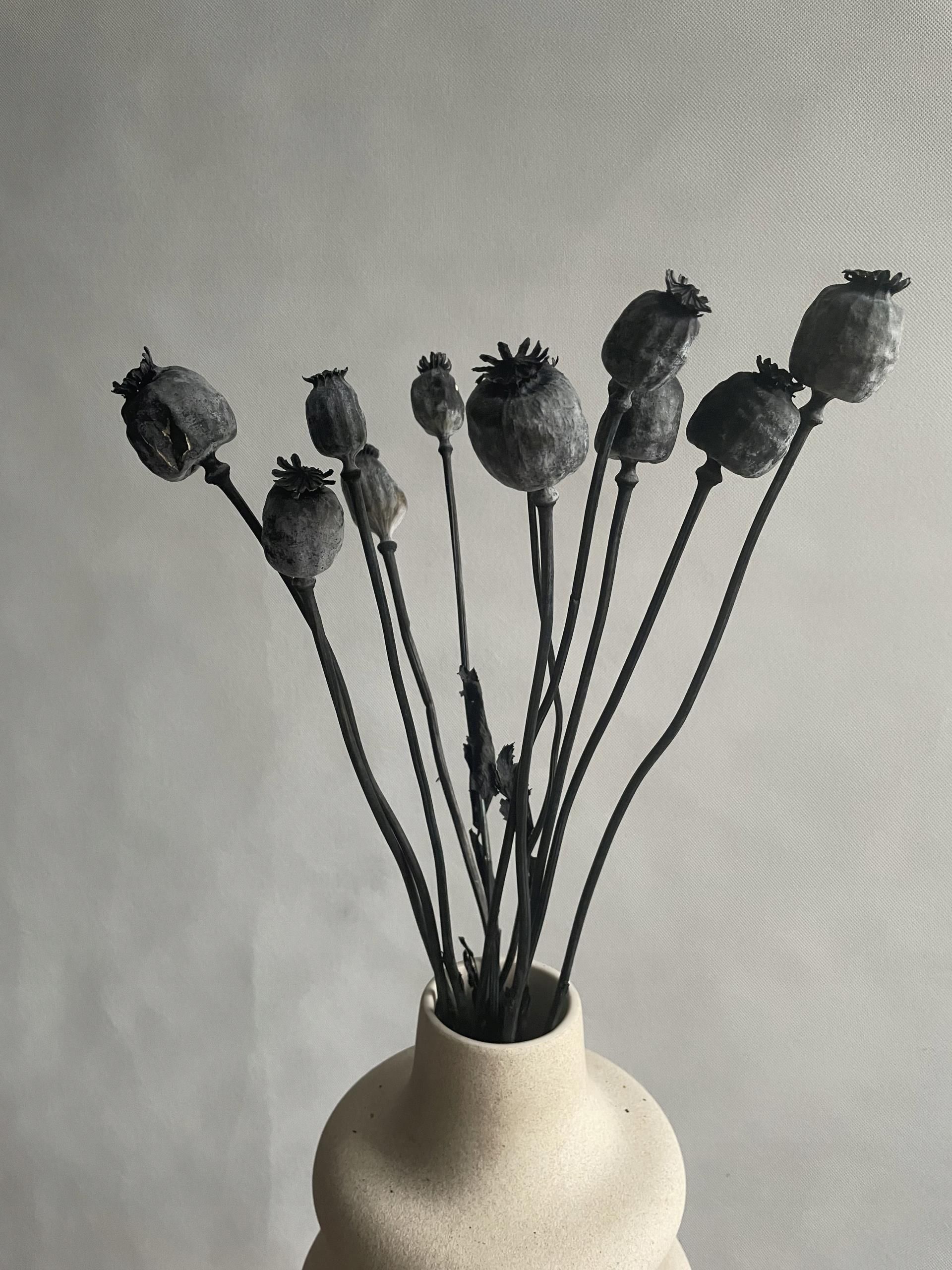 Makówka Czarna Suszone Kwiaty, Makówki 5szt. - Ceny i opinie - Ceneo.pl