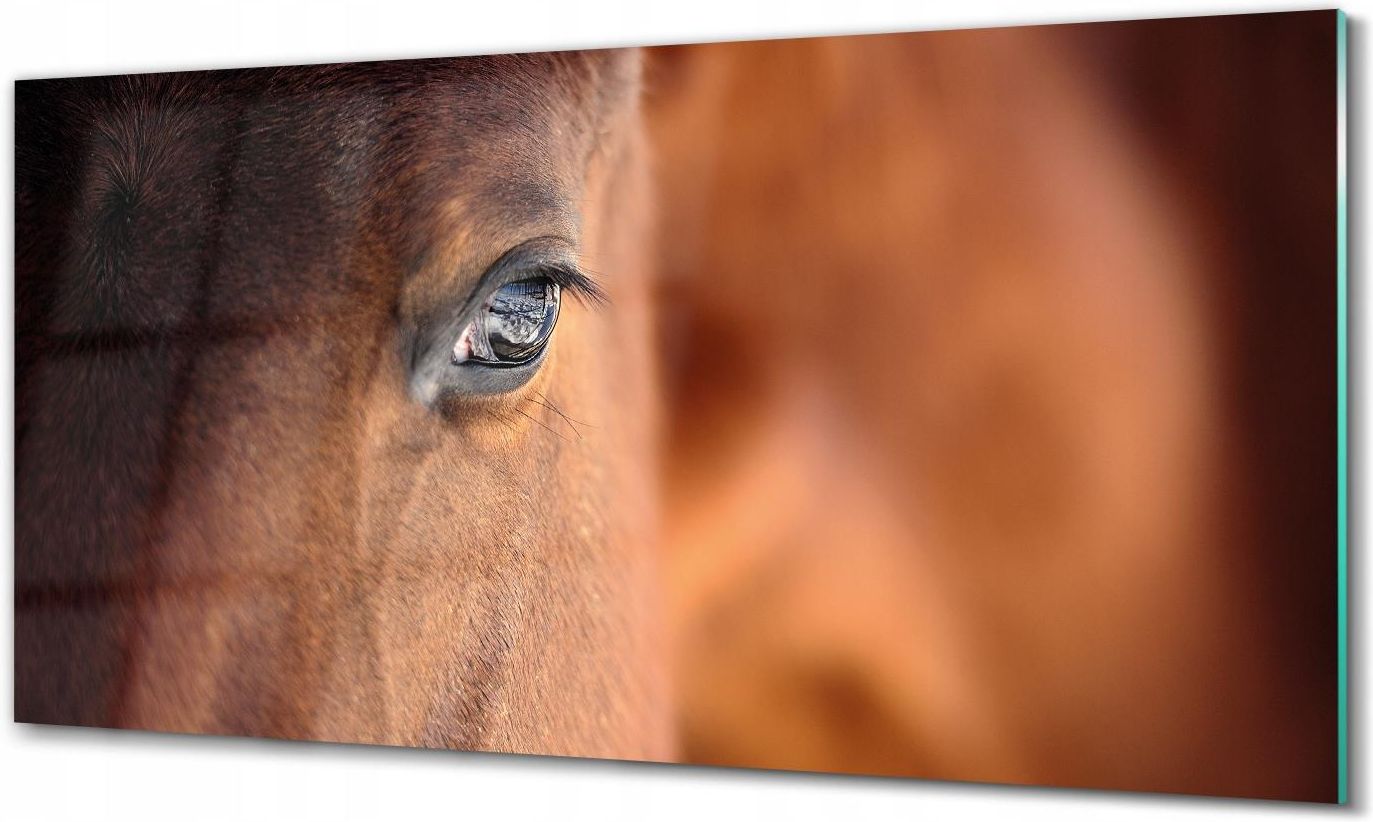 Obraz szklany foto-obraz Oko konia 100x50 - Opinie i atrakcyjne ceny na ...