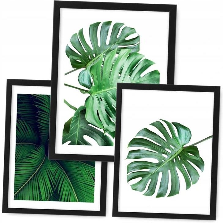 Zestaw 3 obrazki 24x33 plakaty Monstera ramka ikea - Opinie i atrakcyjne ceny na Ceneo.pl