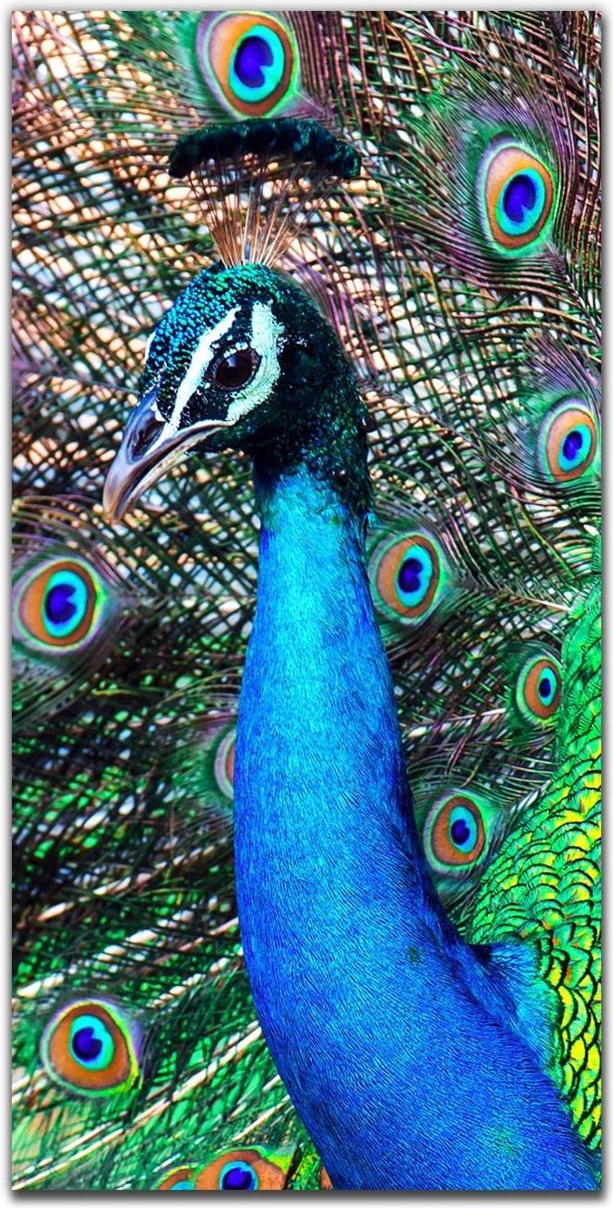 Foto-obraz na szkle nowoczesny 50x100 Paw zwierzę - Opinie i atrakcyjne ...