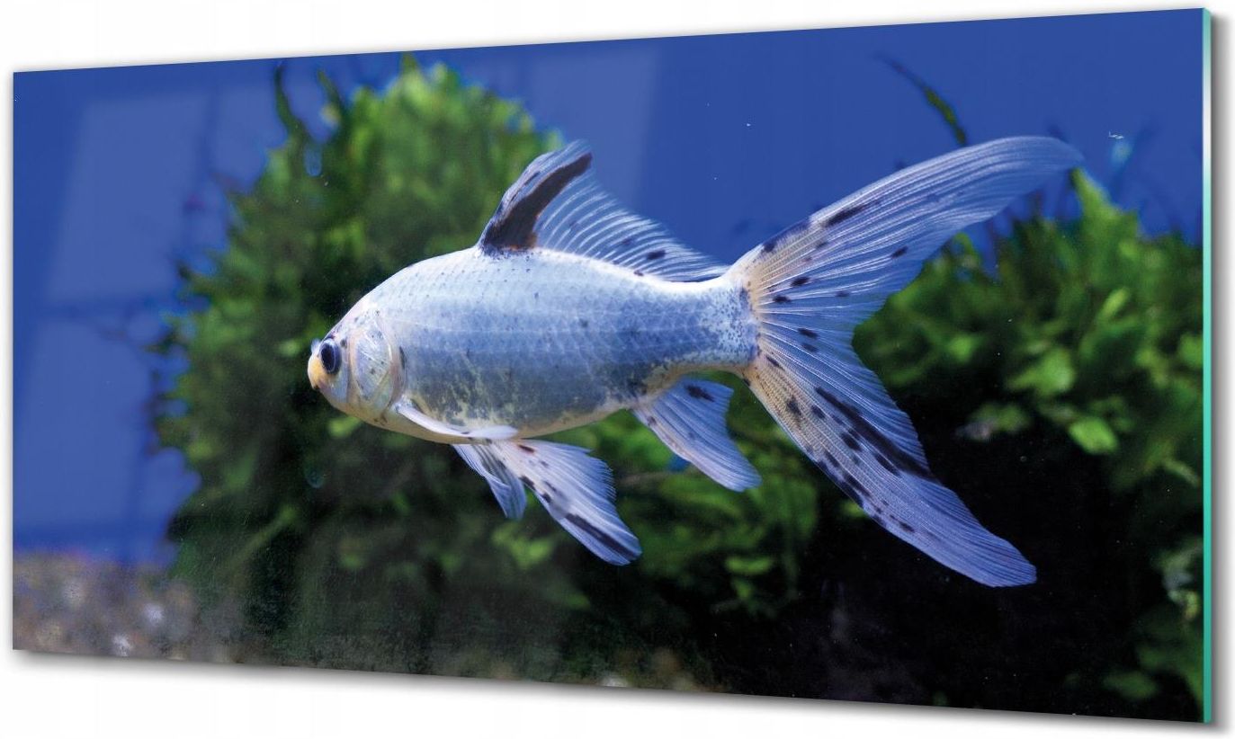 Obraz szklany na ścianę Ryba akwarium 100x50 - Opinie i atrakcyjne ceny ...