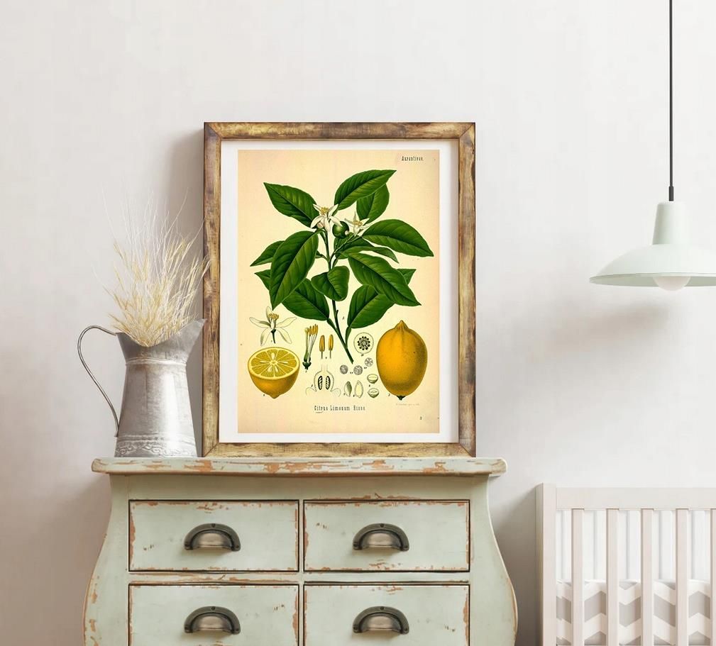 Plakat do Kuchni Owoc Cytryna Obraz Vintage A2 - Opinie i atrakcyjne ...
