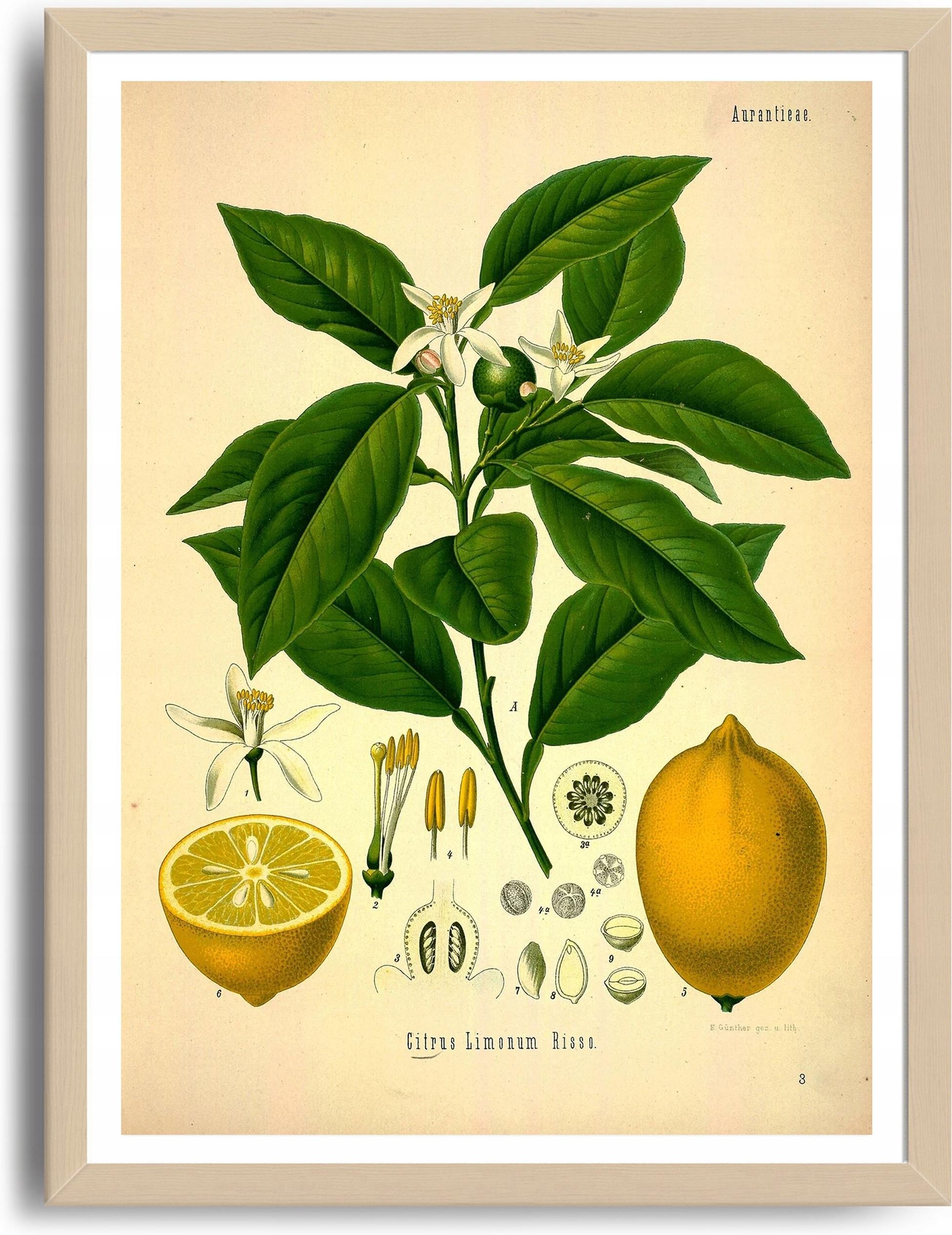 Plakat do Kuchni Owoc Cytryna Obraz Vintage A2 - Opinie i atrakcyjne ...