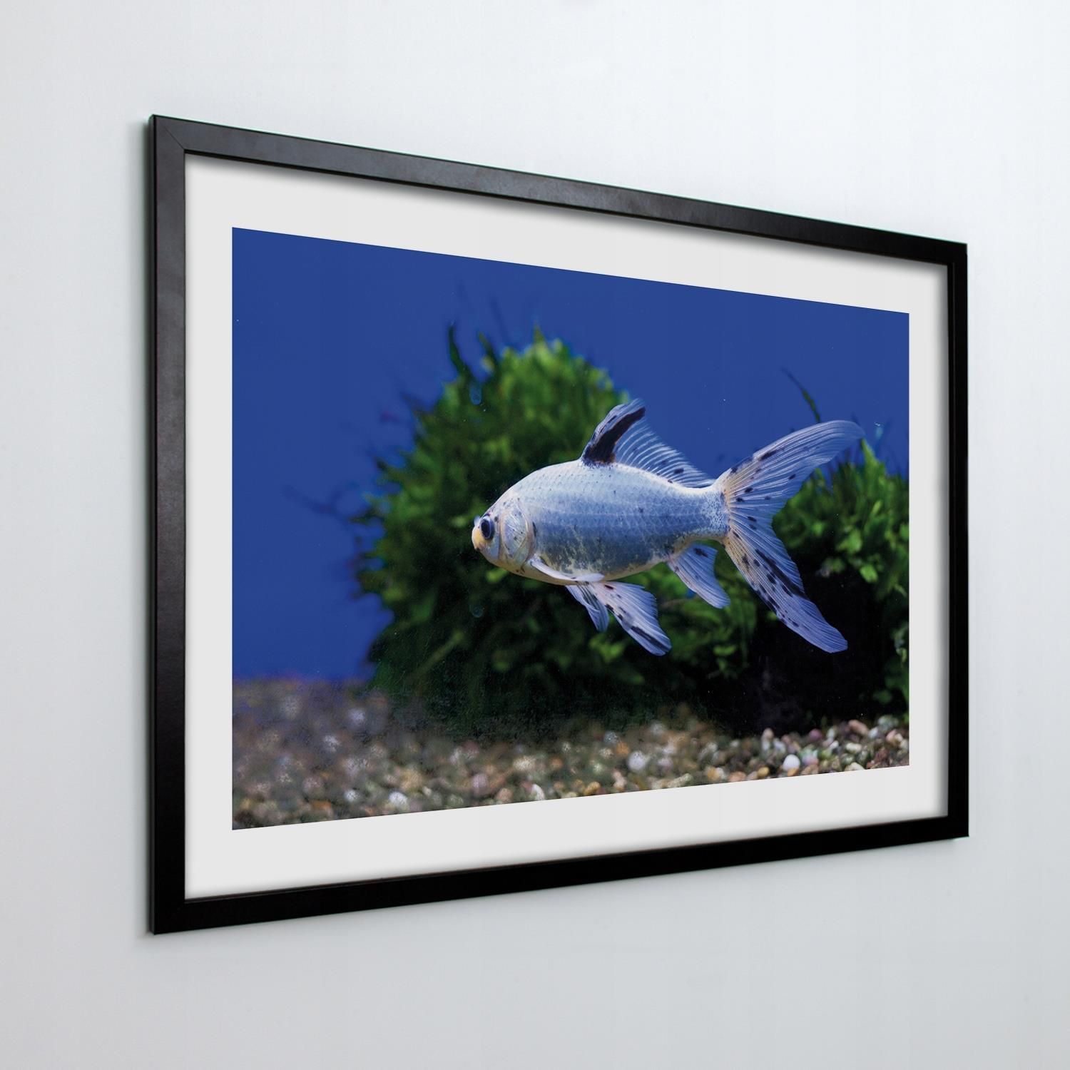 Foto obraz w ramie na ścianę Ryba akwarium 70x50 - Opinie i atrakcyjne ...