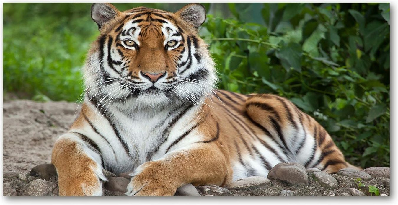 Foto-obraz szklany Tygrys syberyjski 140x70 - Opinie i atrakcyjne ceny na Ceneo.pl