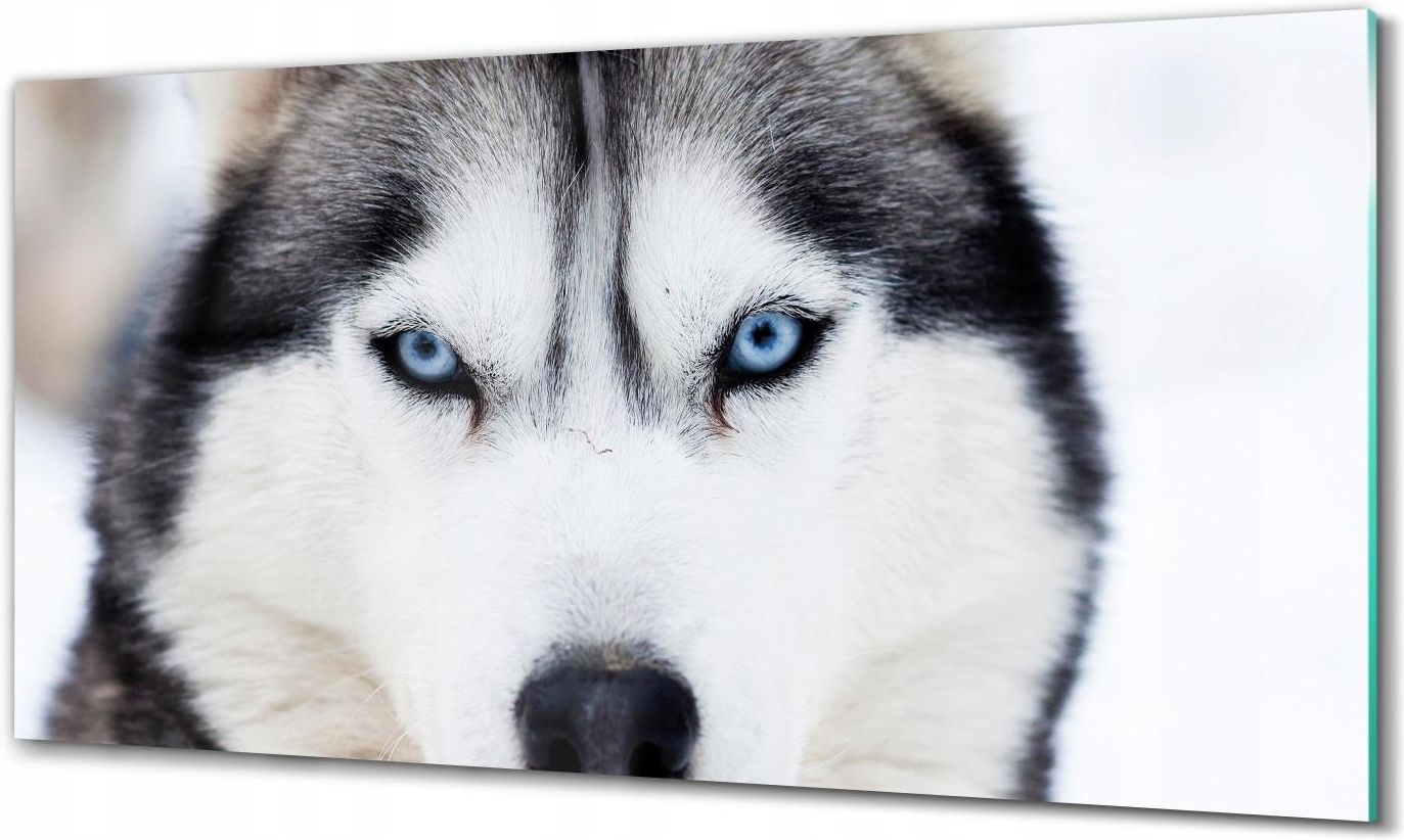 Obraz na szkle foto-obraz Rasowy pies husky 100x50 - Opinie i ...