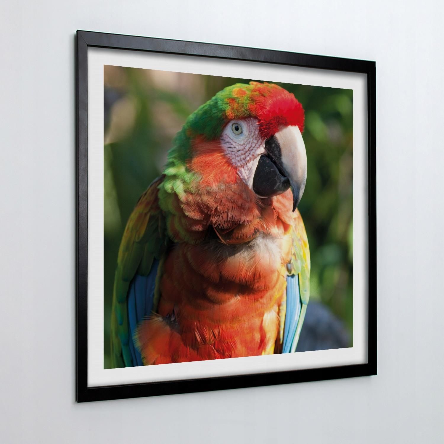 Obraz ścienny do salonu Papuga ara ptak 50x50 cm - Opinie i atrakcyjne ...