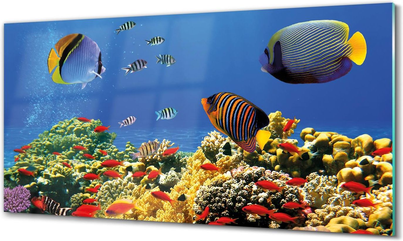 Obraz szklany do kuchni Ryby rafa koralowa 100x50 - Opinie i atrakcyjne ...
