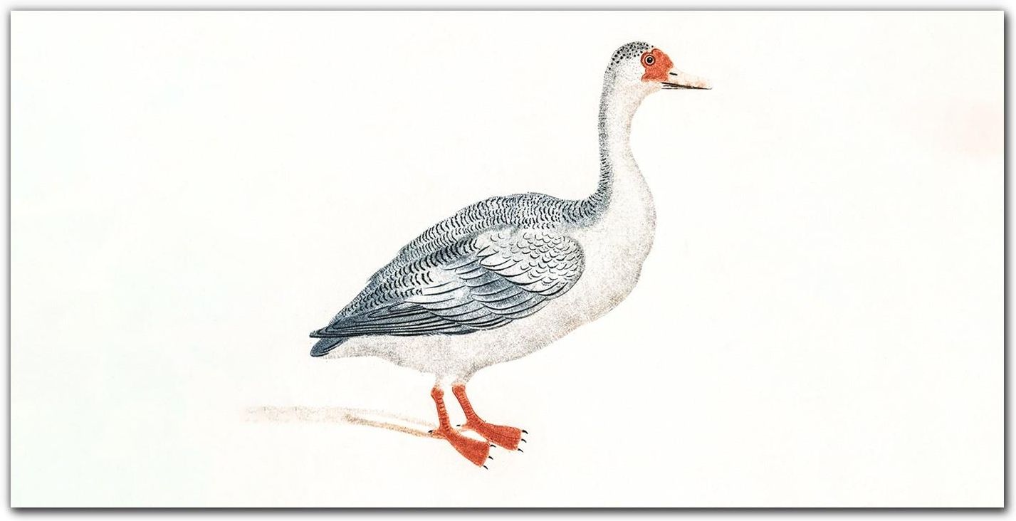 Obraz szklany na ścianę Zwierzę ptak gęś 100x50 cm - Opinie i ...