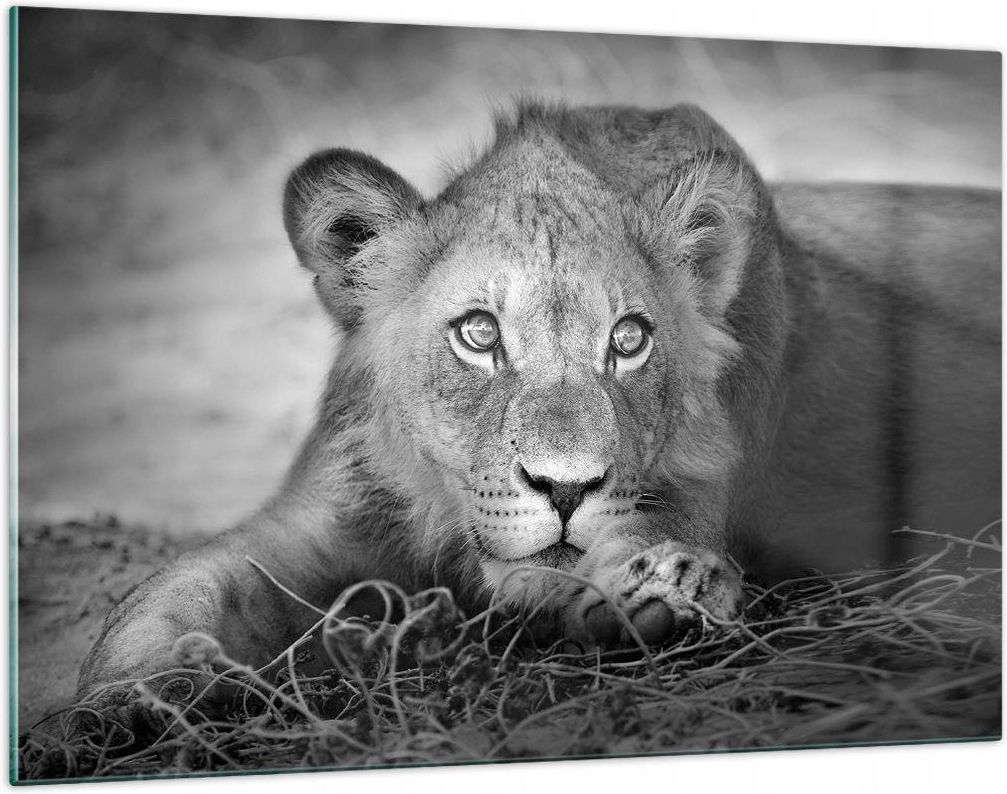 Obraz na szkle 120x80 lew azjatycki portret - Opinie i atrakcyjne ceny ...