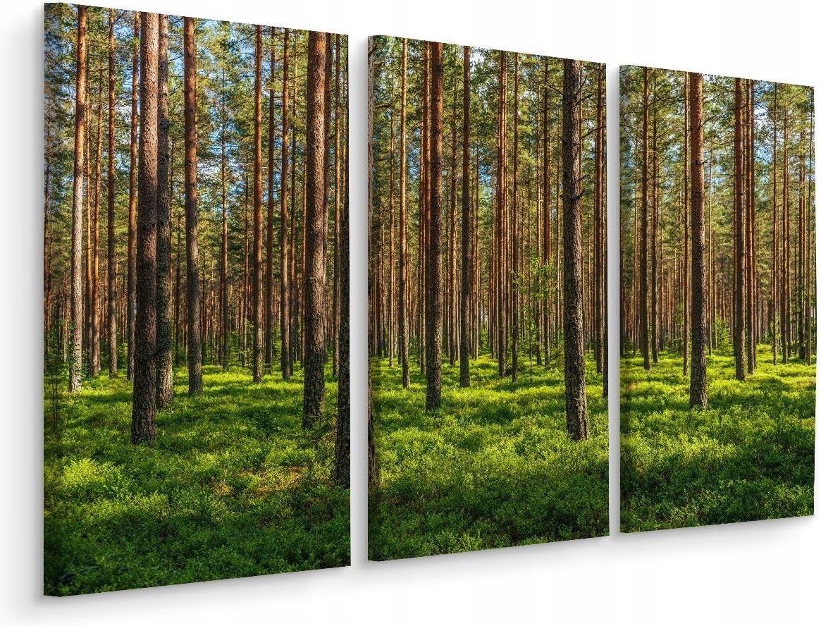 Obraz Tryptyk Las Sosnowy Zieleń Natura 3D 150x100 - Opinie i ...