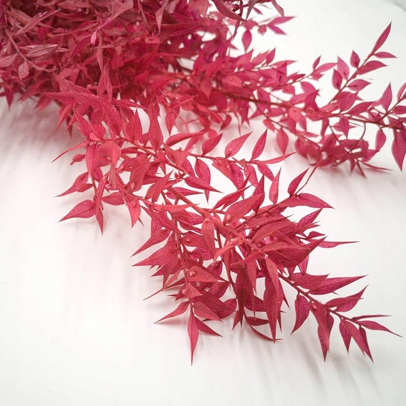 Ruskus stabilizowany burgundowy bukiet - Opinie i atrakcyjne ceny na ...