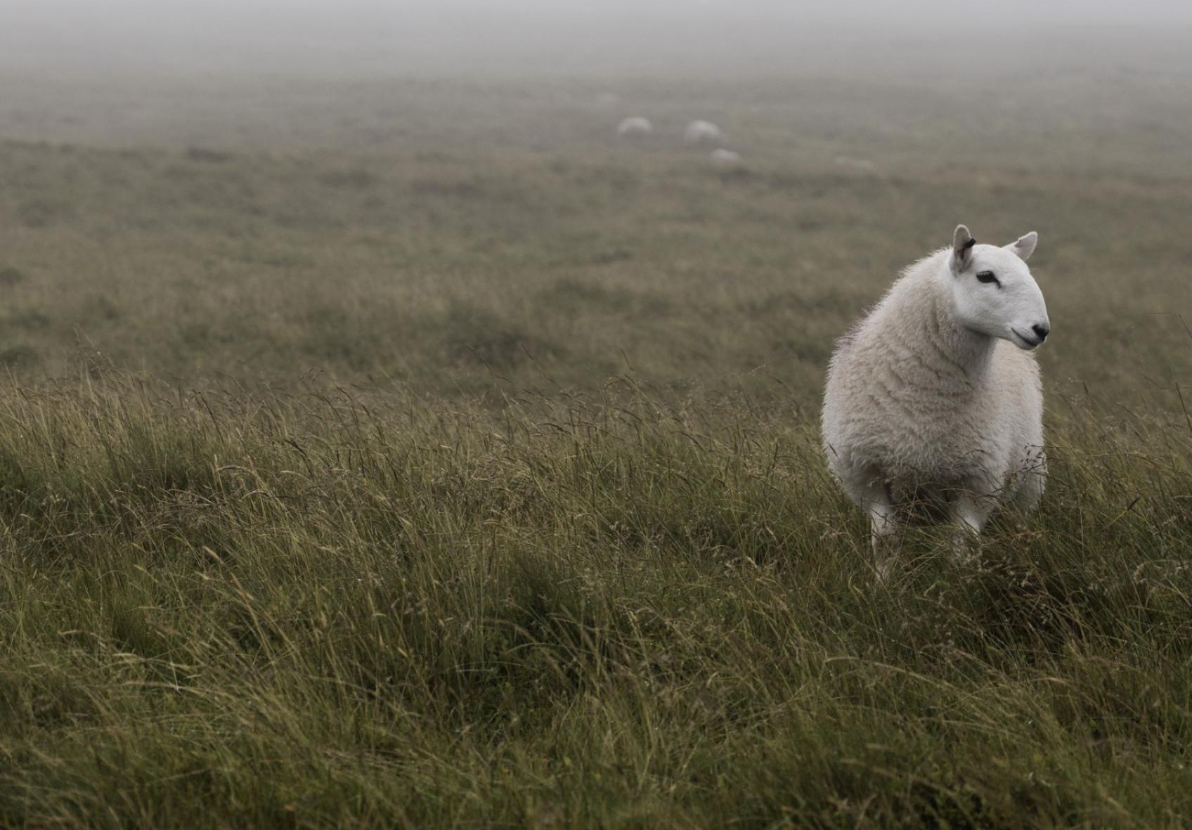 Zakito Posters Plakat 42x29,7 Owca na pastwisku - Opinie i atrakcyjne ...