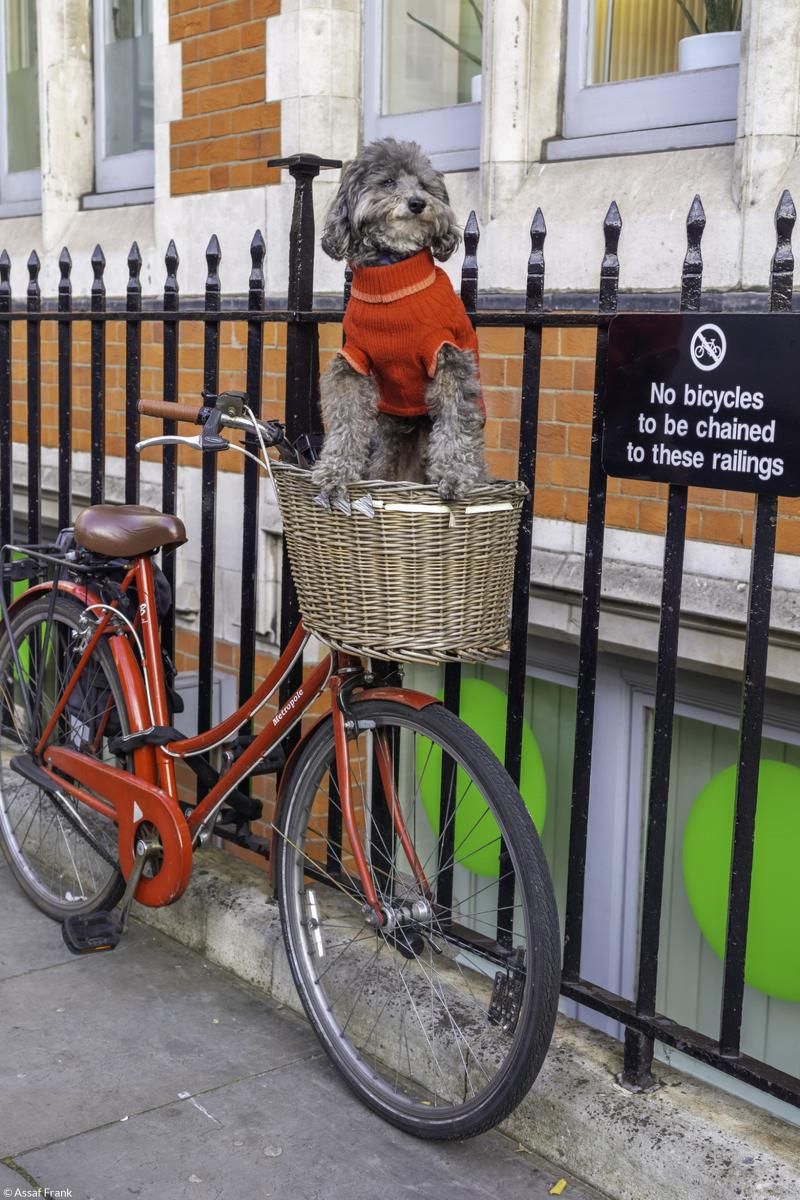 Zakito Posters Plakat 20x30cm Pies w koszyku na rowerze Assaf Frank ...