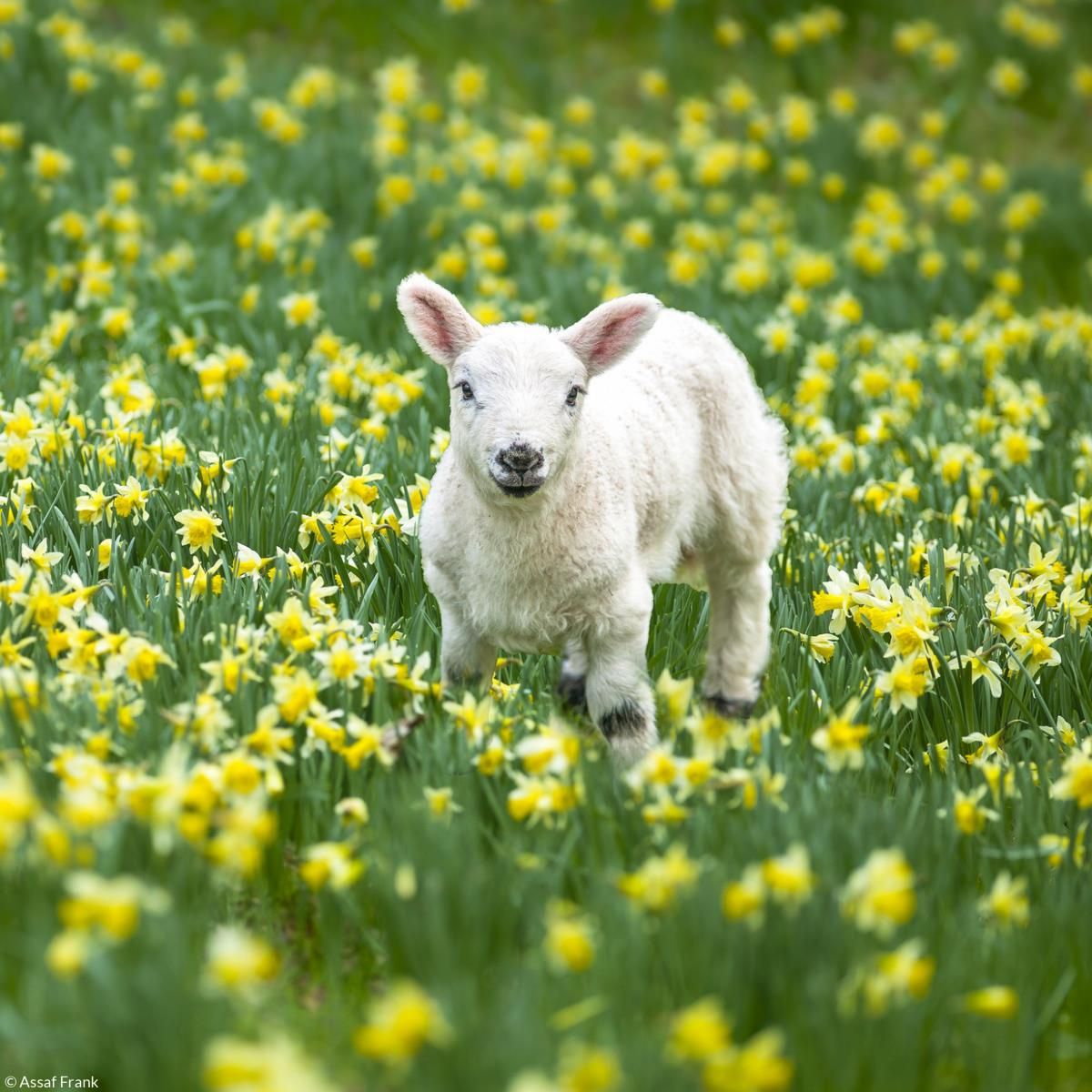 Zakito Posters Plakat 20x20cm Baranek na polu żonkili Assaf Frank ...