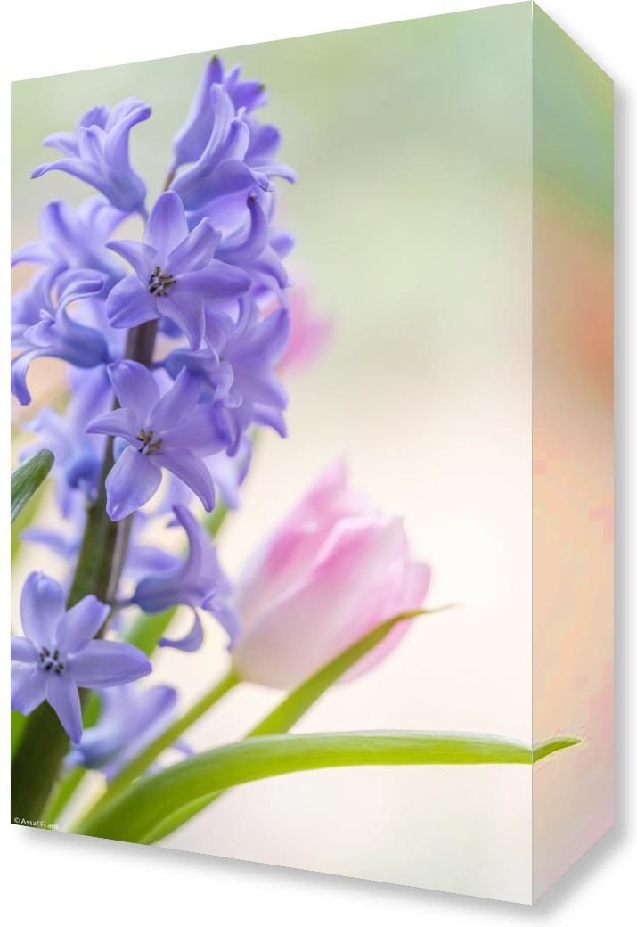 Zakito Posters Obraz 20x30cm Hiacynt i tulipany w zbliżeniu Assaf Frank ...