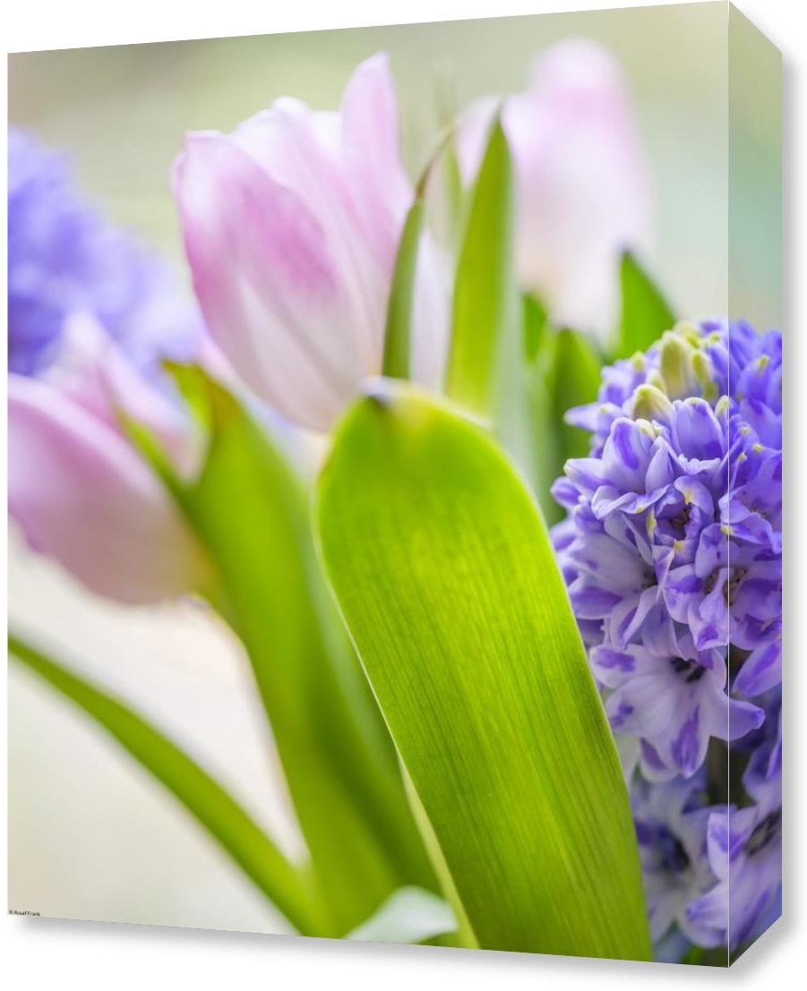 Zakito Posters Obraz 40x50cm Hiacynt i tulipany w zbliżeniu Assaf Frank ...