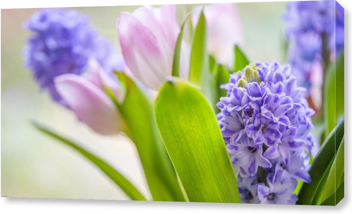 Zakito Posters Obraz 100x60cm Hiacynt i tulipany w zbliżeniu Assaf ...