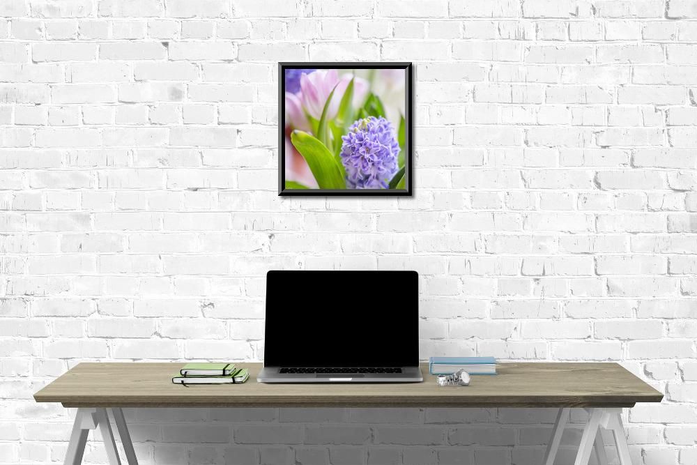 Zakito Posters Plakat 30x30cm Hiacynt i tulipany w zbliżeniu Assaf ...