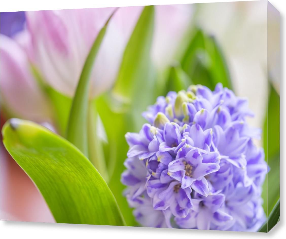 Zakito Posters Obraz 60x50cm Hiacynt i tulipany w zbliżeniu Assaf Frank ...