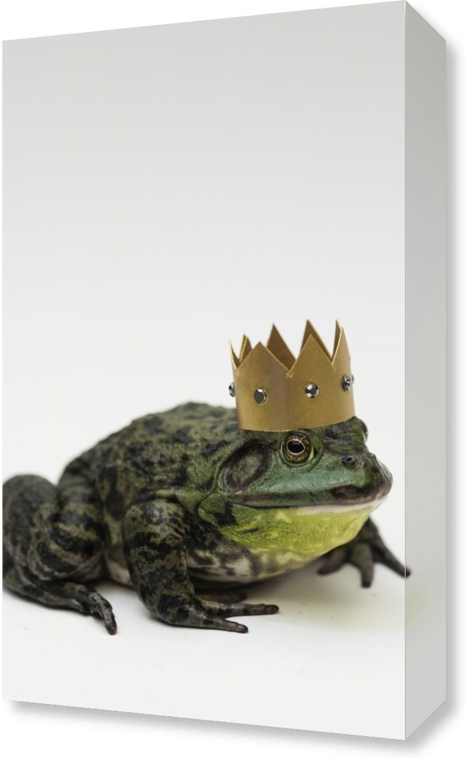 Zakito Posters Obraz 30x50cm Żaba ze złotą koroną na głowie Assaf Frank ...