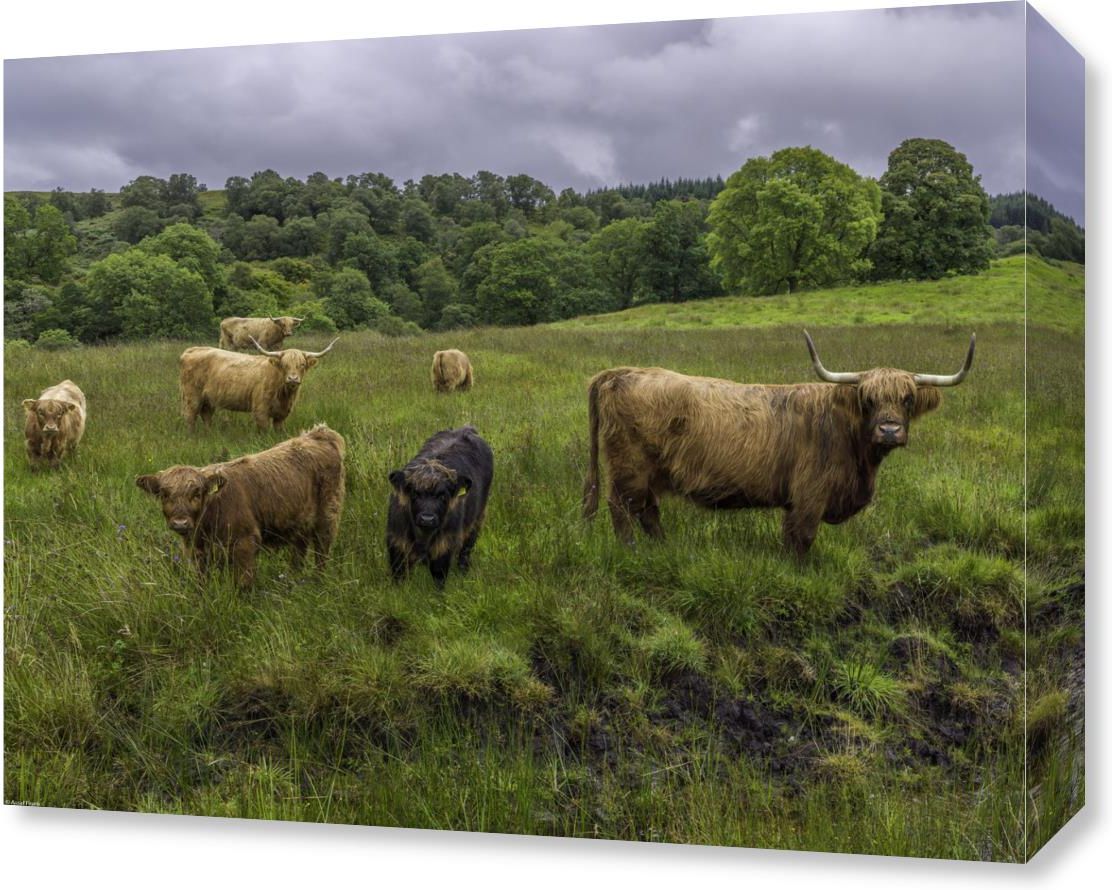 Zakito Posters Obraz 50x40cm Krowy rasy Highland Assaf Frank - Opinie i ...