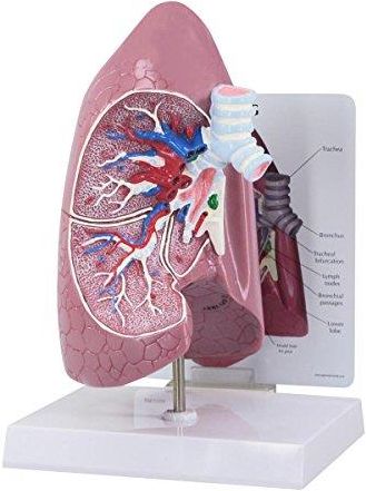 3B Scientific Model Płuca - ceny i opinie - Ceneo.pl