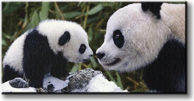 Pyramid International Miś Panda Pandy Obraz Na Płótnie 50X100 Cm ...